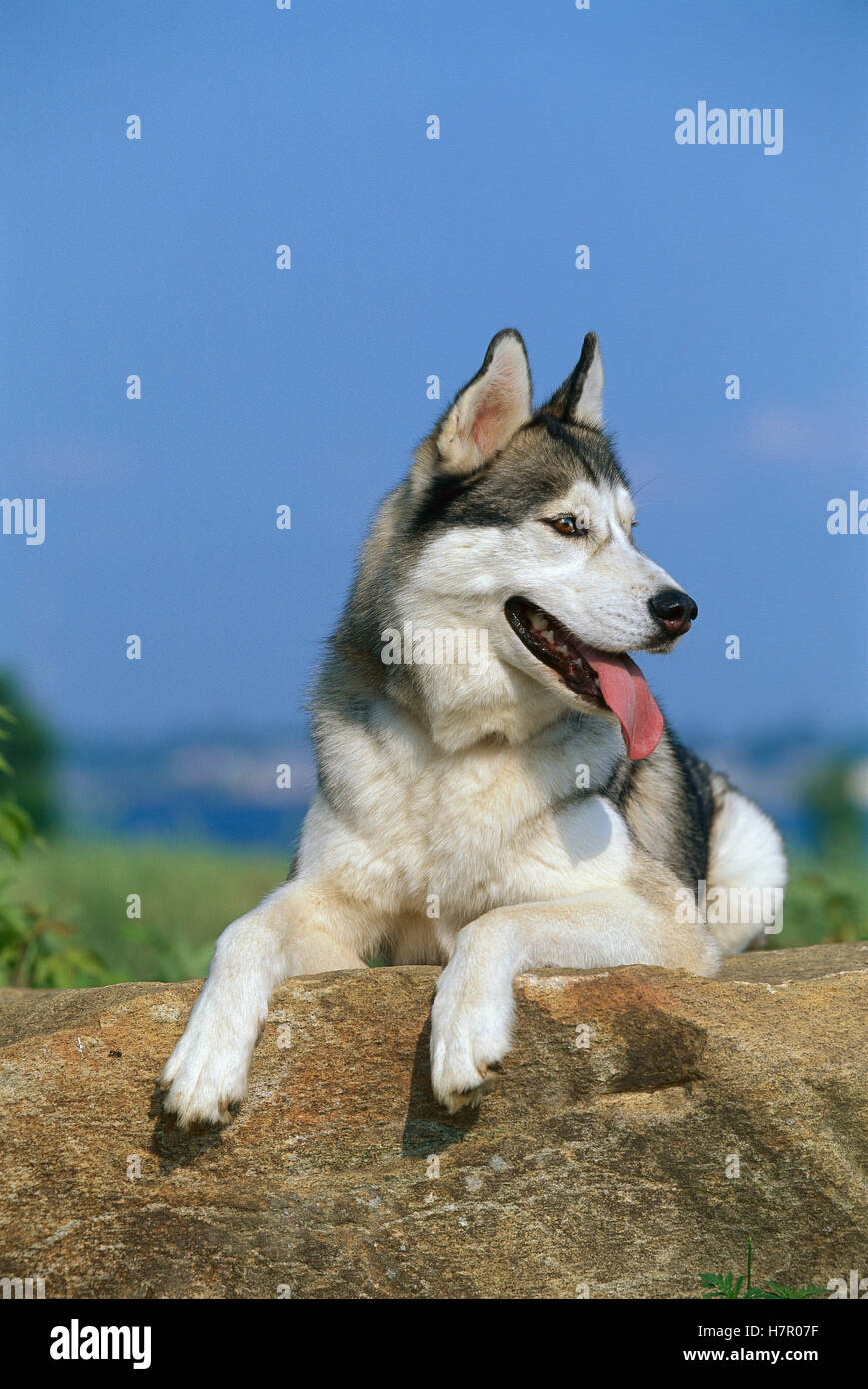 Siberian Husky (Canis familiaris) portrait of an adult resting on a ...