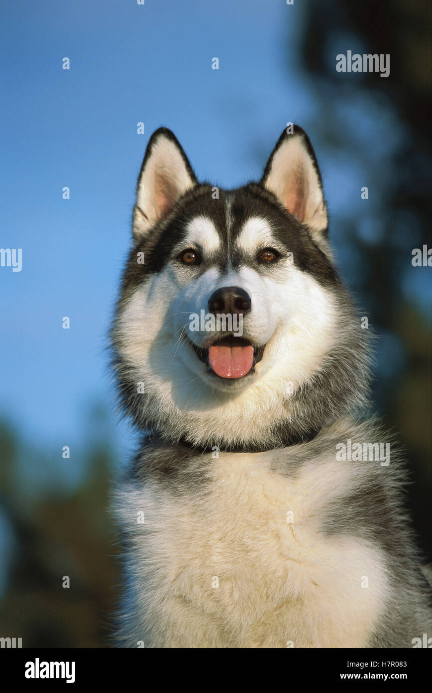 Siberian Husky (Canis familiaris) adult portrait Stock Photo - Alamy