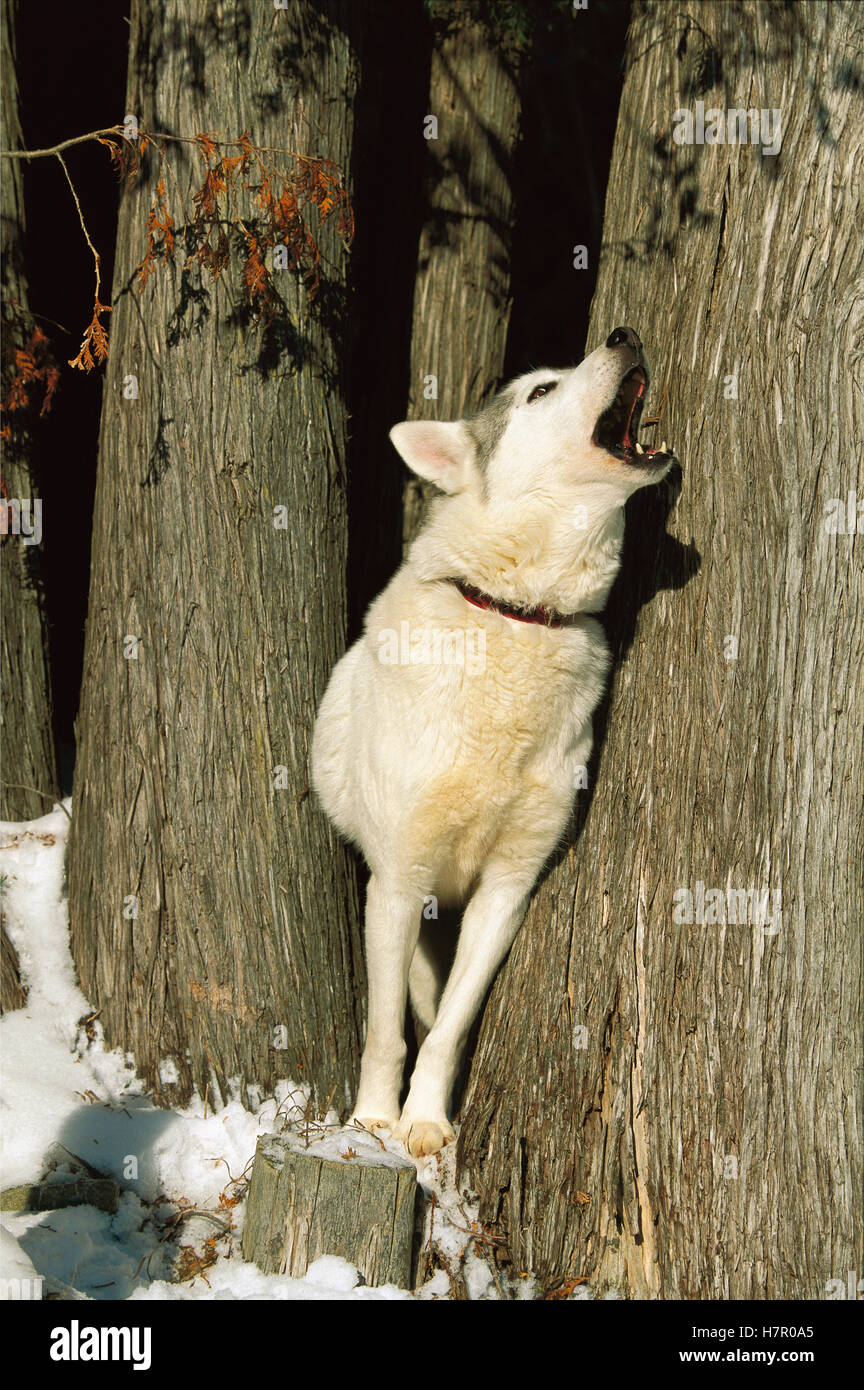 Siberian Husky (Canis familiaris) adult howling Stock Photo - Alamy