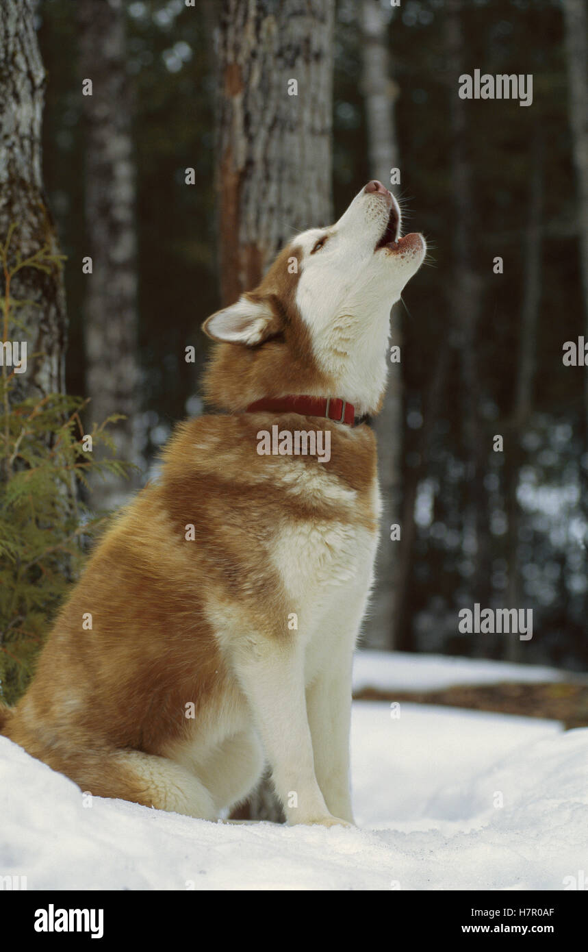 Siberian Husky (Canis familiaris) adult howling Stock Photo - Alamy