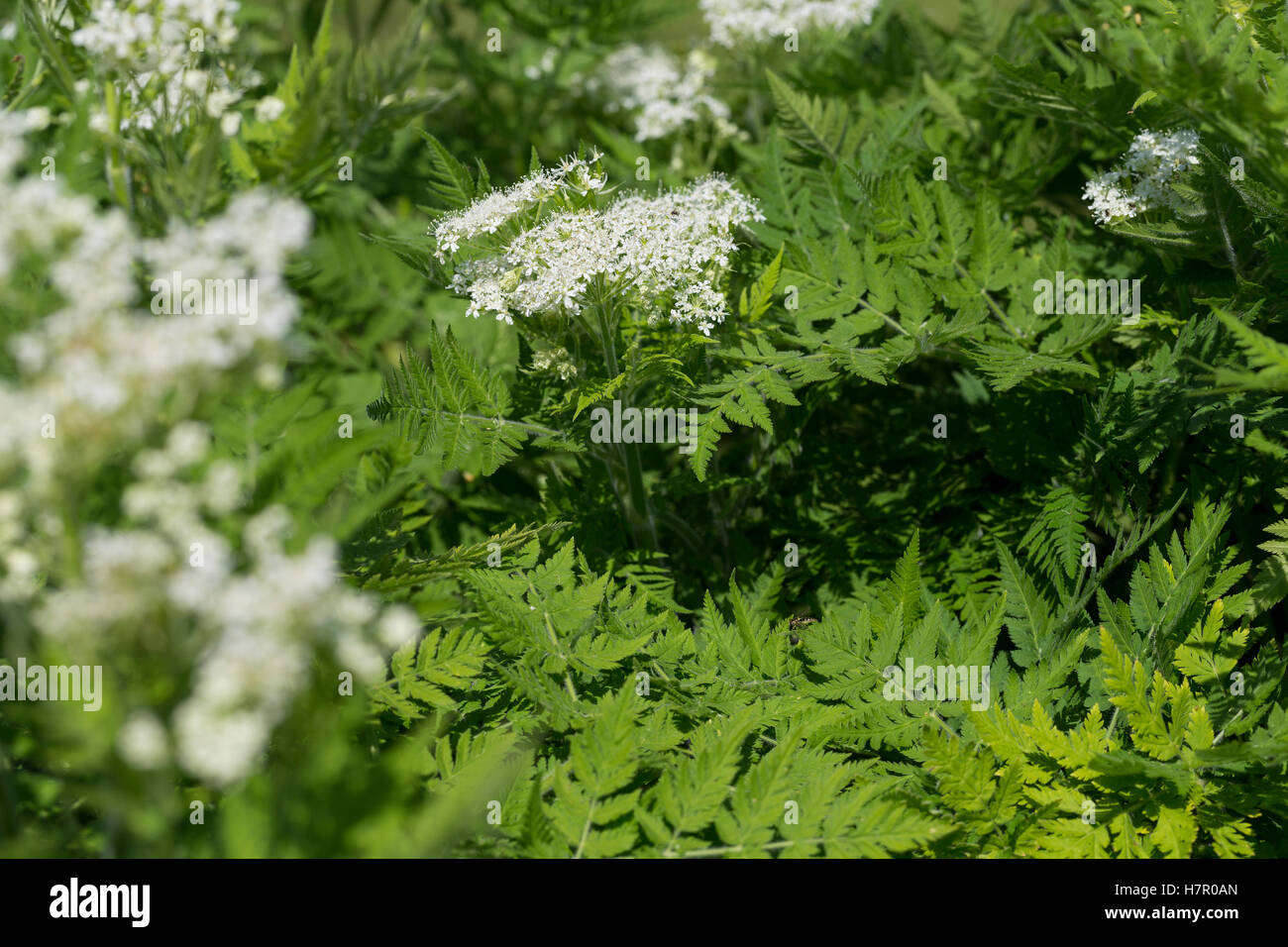 Dolde hi-res stock photography and images - Alamy