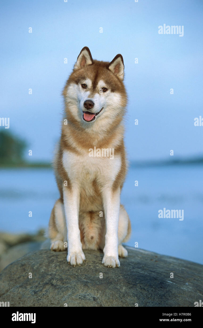 Siberian Husky (Canis familiaris) adult male sitting Stock Photo - Alamy