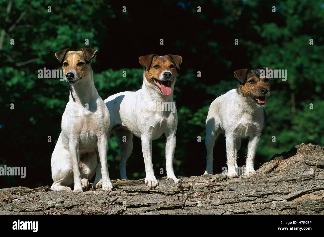 Jack Russell or Parson Terriers (Canis familiaris) three adults Stock ...