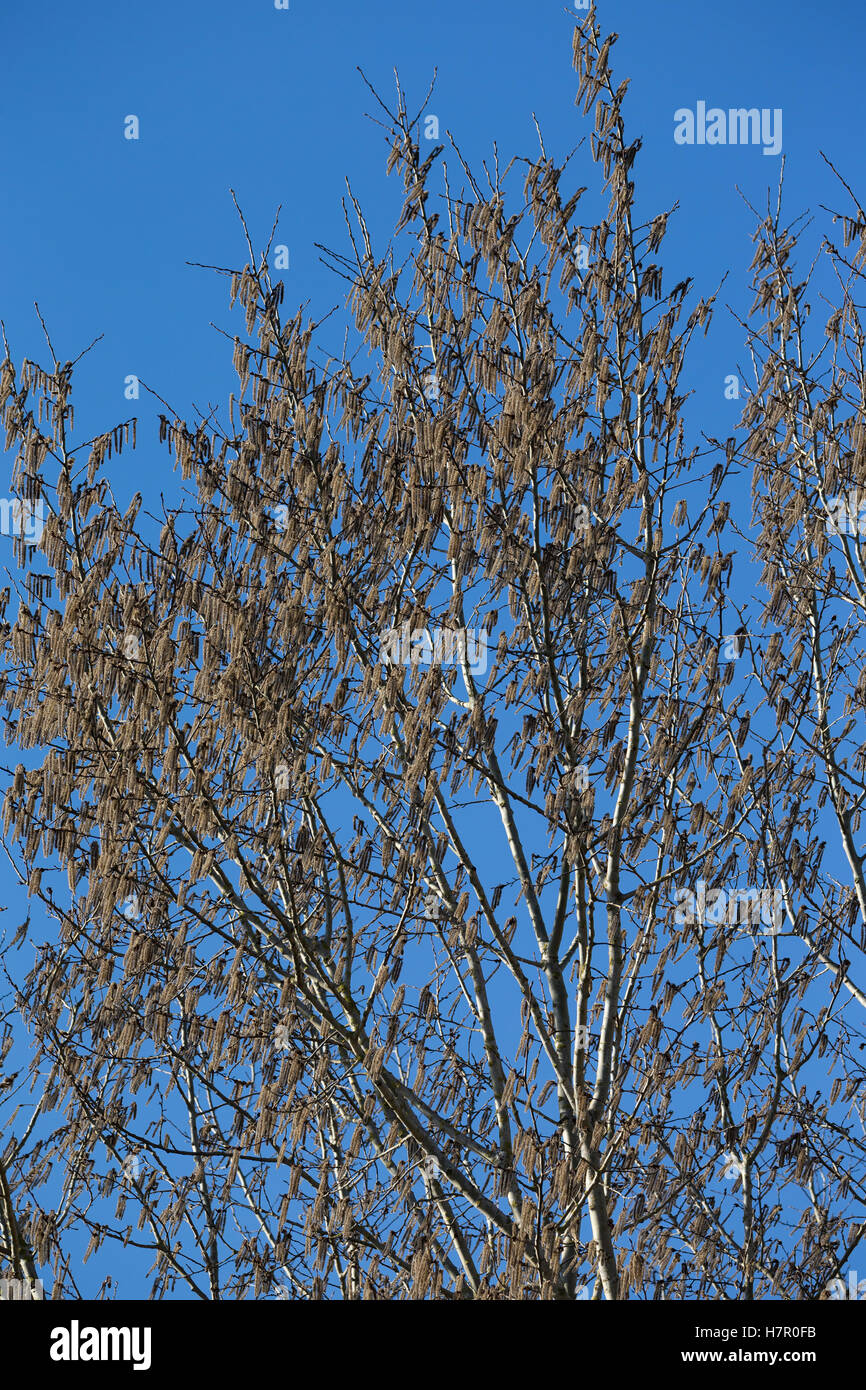 Zitterpappel, Zitter-Pappel, Pappel, Espe, Blüte, Blüten, Kätzchen ...