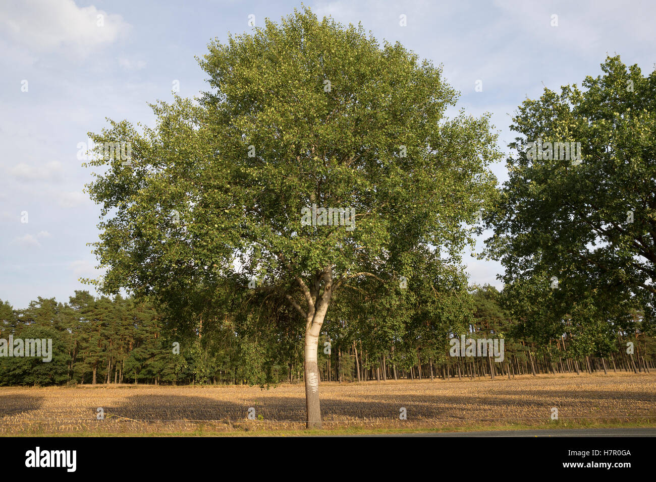 Zitterpappel, Zitter-Pappel, Pappel, Espe, Habitus, Populus tremula ...