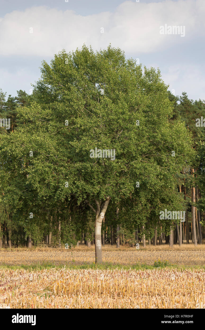 Zitterpappel, Zitter-Pappel, Pappel, Espe, Habitus, Populus tremula ...