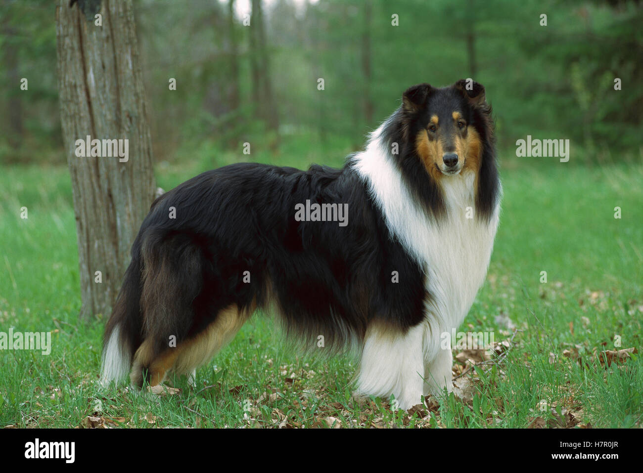 Tri-color Collie (Canis familiaris) portrait Stock Photo - Alamy