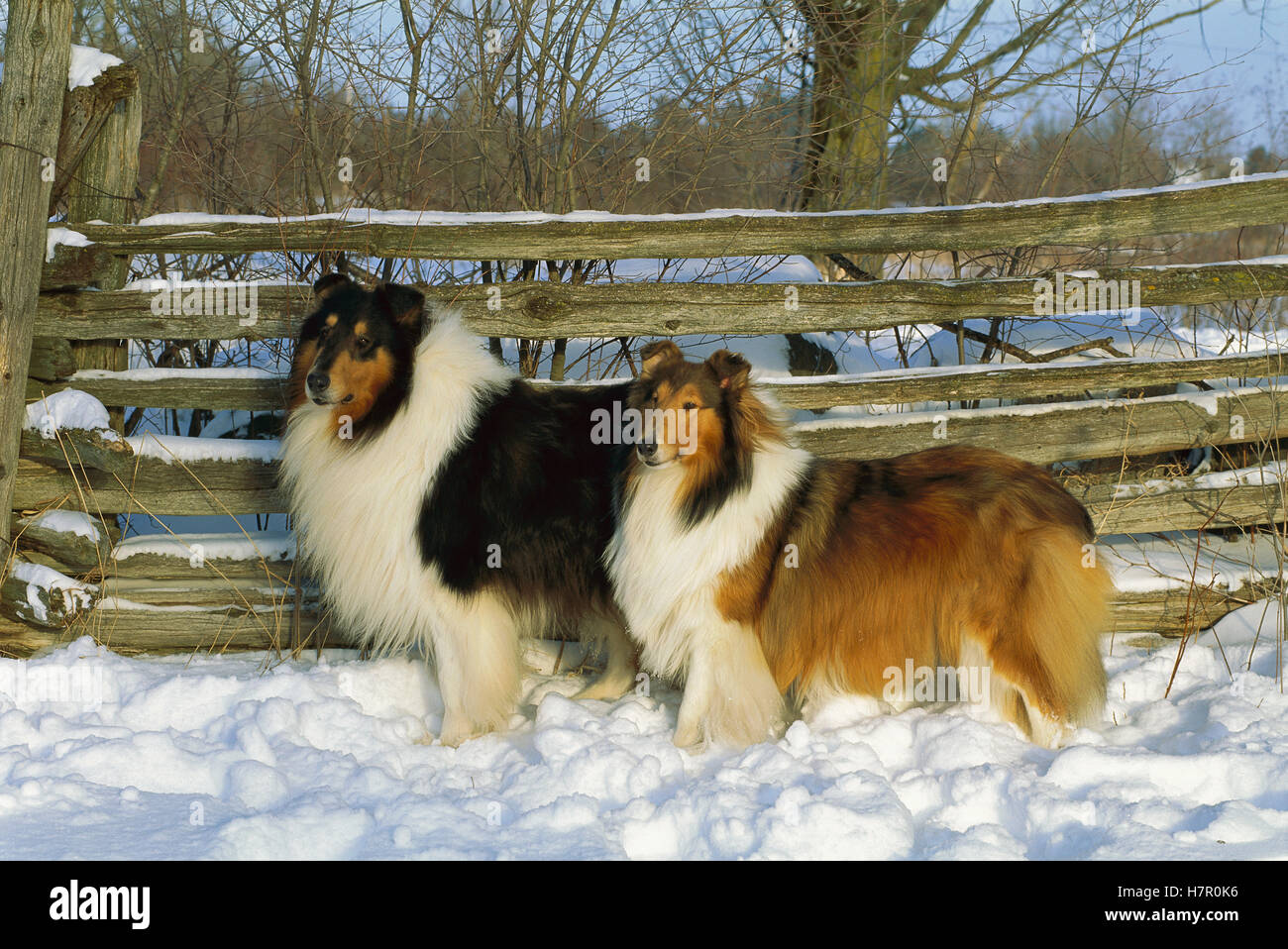 Collie (Canis familiaris) pair, sable and tri-color, in snow Stock ...