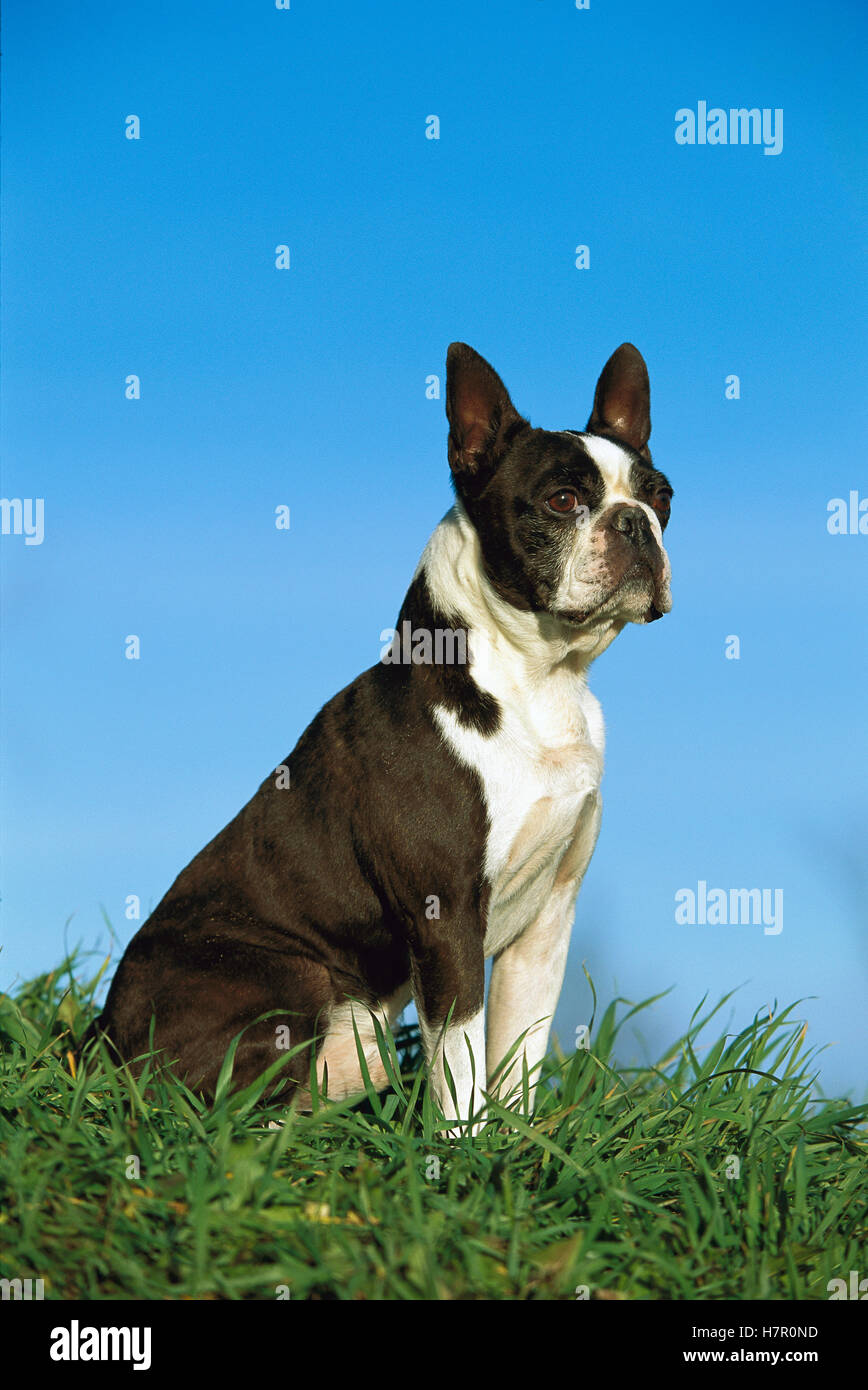 Boston Terrier (Canis familiaris) portrait in grass Stock Photo - Alamy