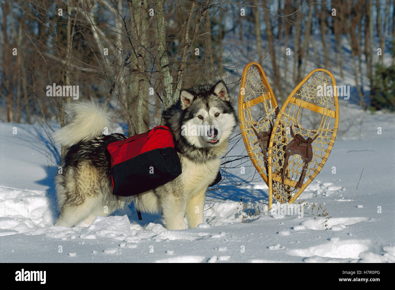 Alaskan Malamute (Canis familiaris) in snow wearing pack Stock Photo ...