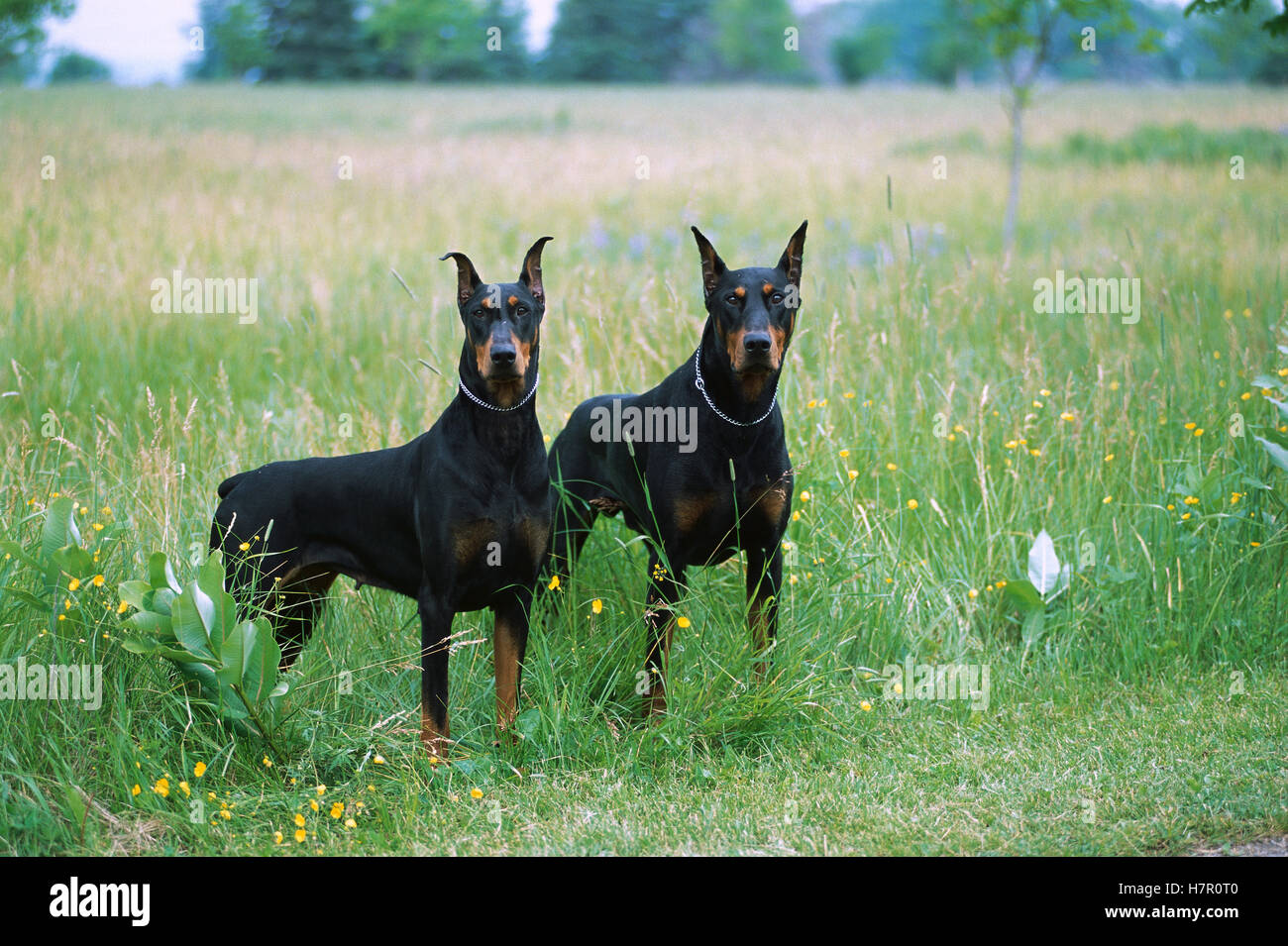 Doberman Pinscher (Canis familiaris) male and female with clipped ears ...