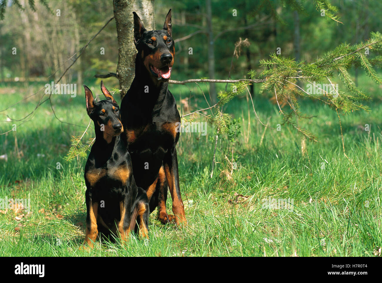 Doberman Pinscher (Canis familiaris) dad and pup with clipped ears ...