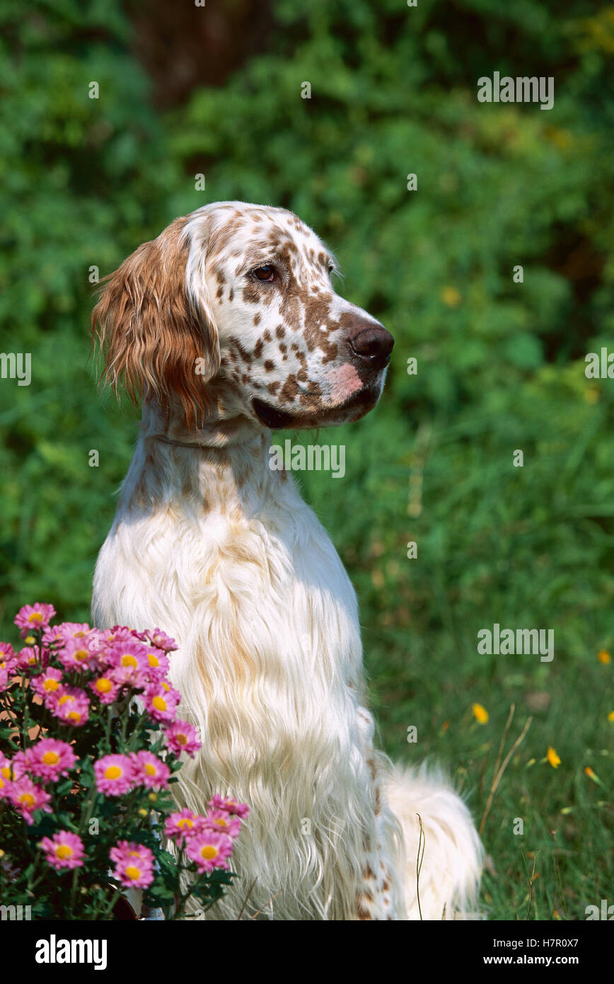 English Setter (Canis familiaris) portrait with flowers Stock Photo - Alamy