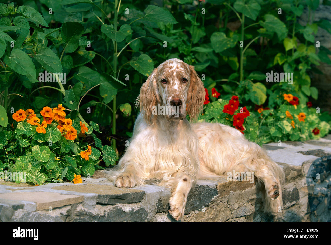 English Setter (Canis familiaris) laying on rock wall Stock Photo - Alamy