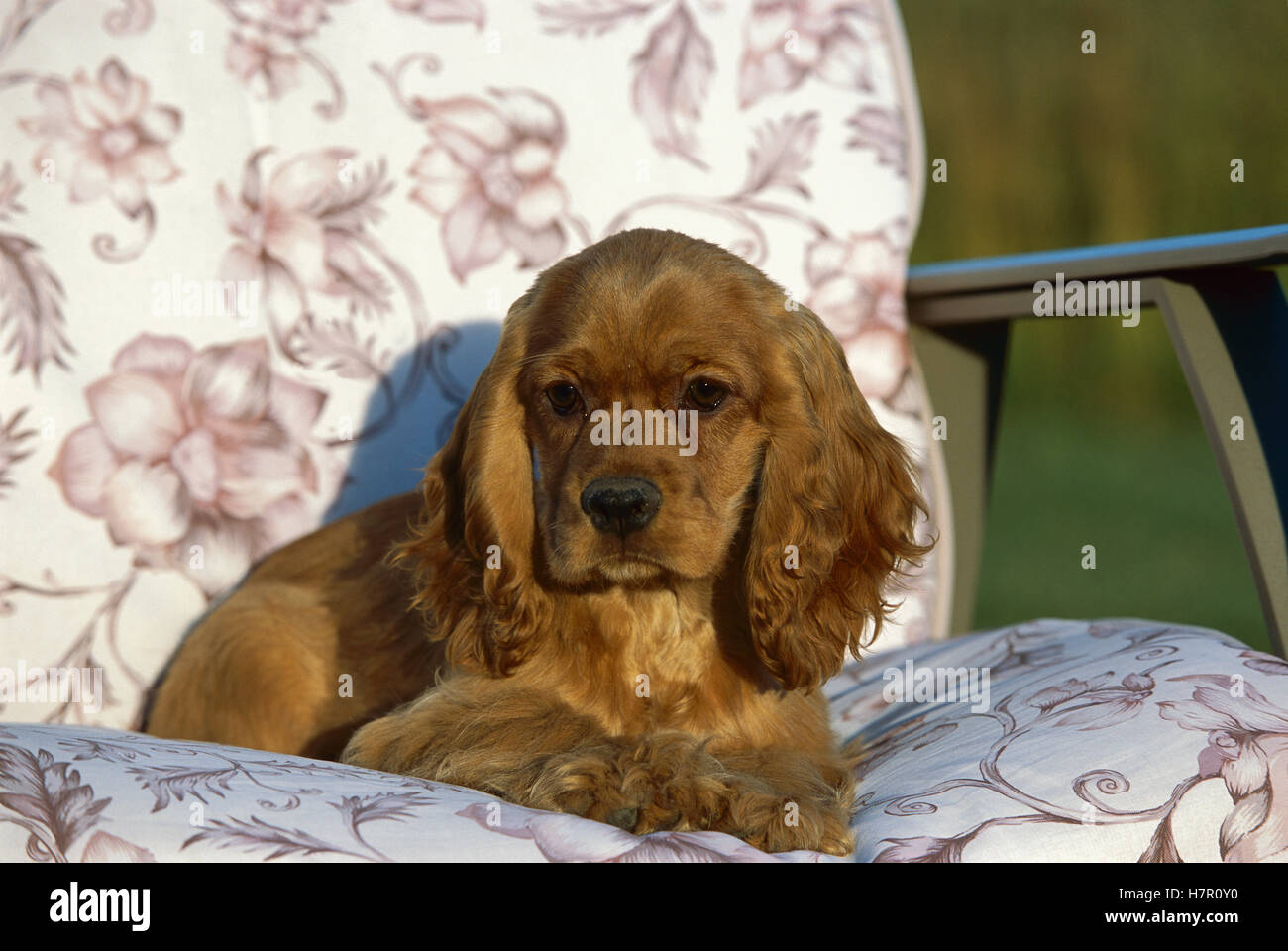 Cocker Spaniel (Canis familiaris) puppy sitting in chair Stock Photo ...