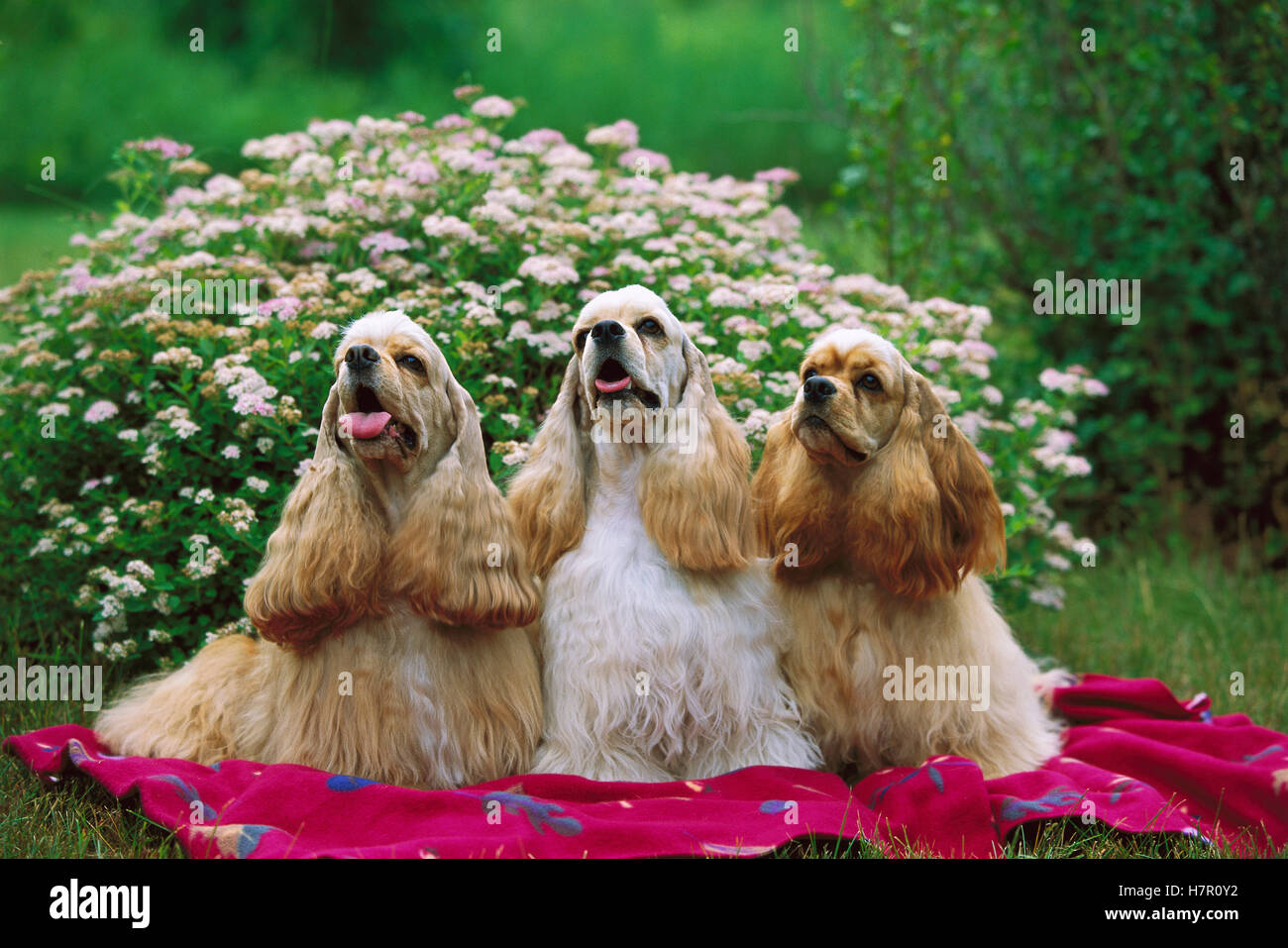 Cocker Spaniel (Canis familiaris) three puppies sitting on blanket ...