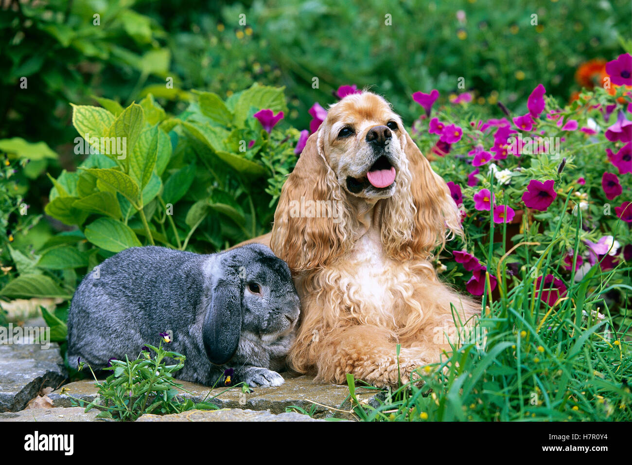 Cocker Spaniel (Canis familiaris) resting with rabbit Stock Photo - Alamy
