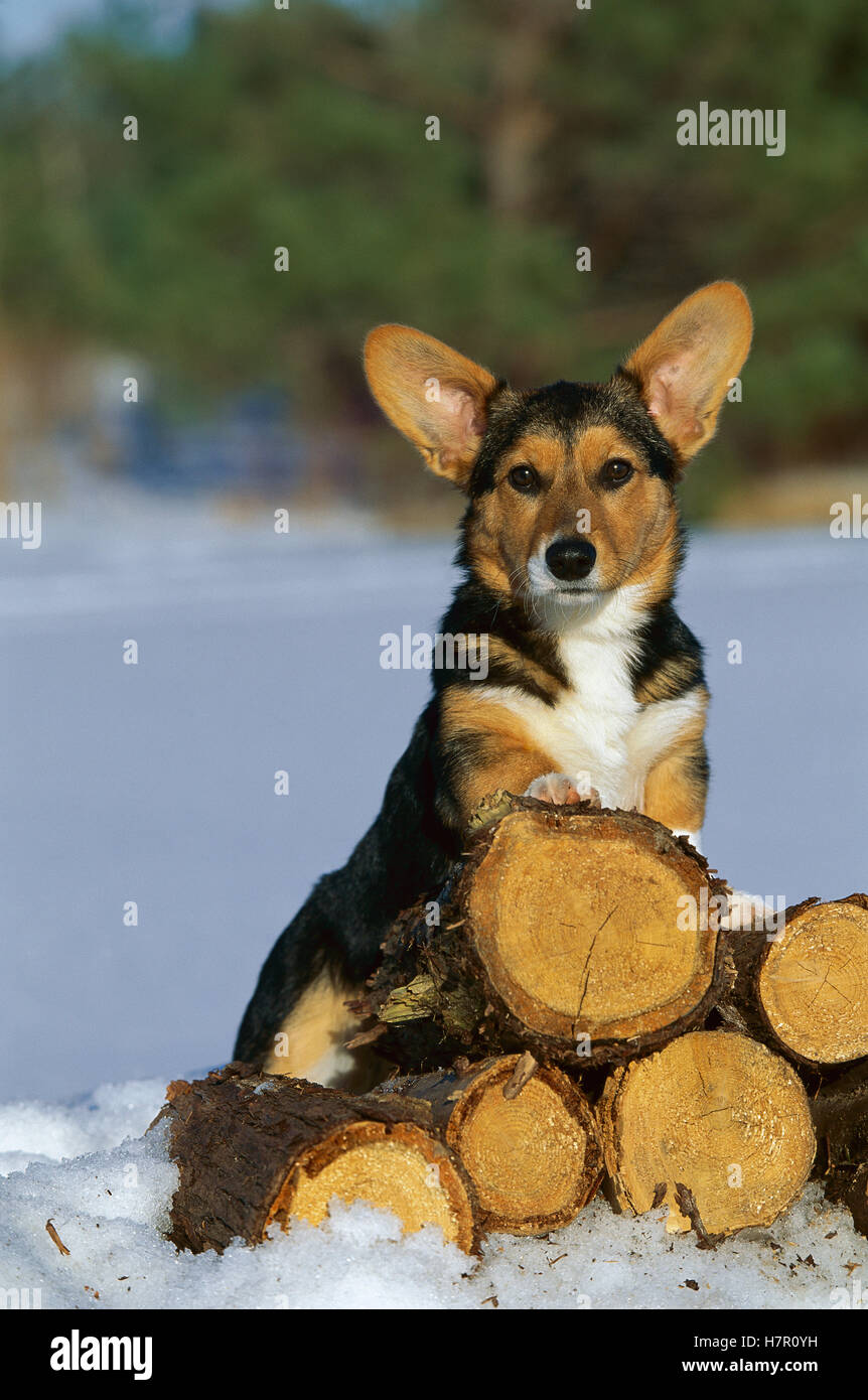 Welsh Corgi (Canis familiaris) puppy standing on wood pile in snow ...
