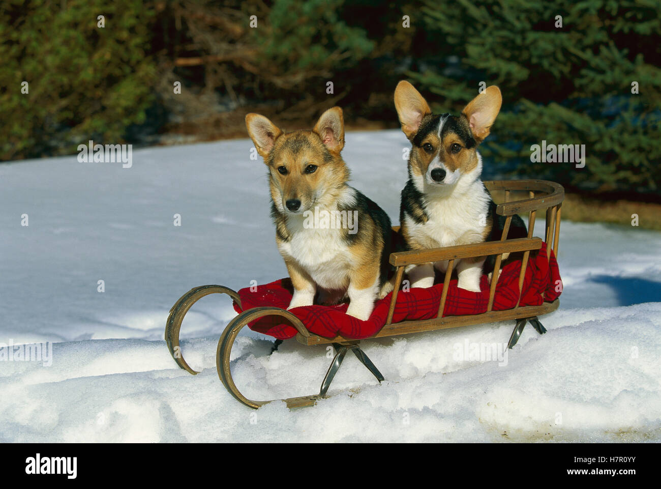 Welsh Corgi (Canis familiaris) two puppies on sled Stock Photo - Alamy