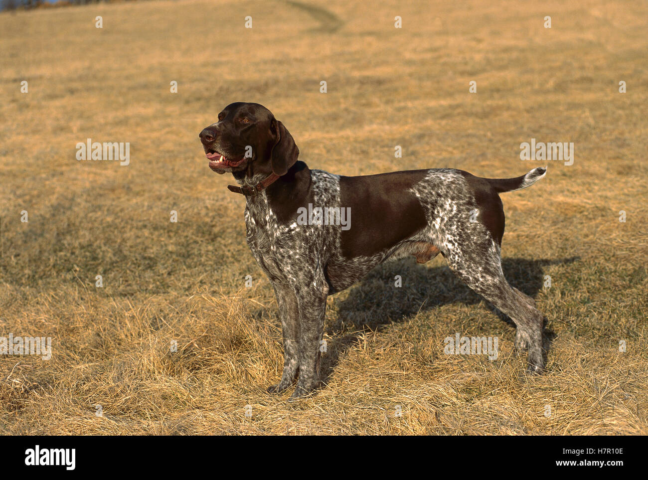 German Shorthaired Pointer (Canis familiaris) with liver and white ...