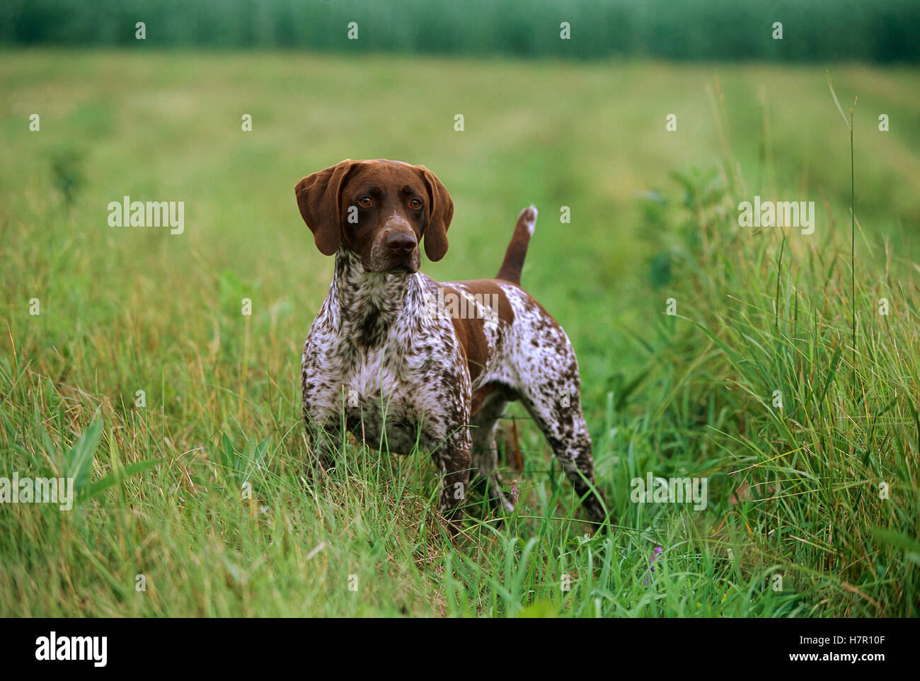 German Shorthaired Pointer (Canis familiaris) with liver and white ...