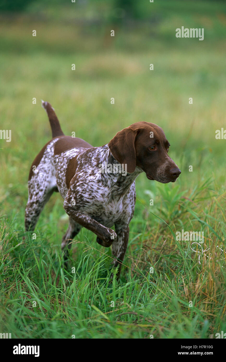 German Shorthaired Pointer (Canis familiaris) pointing, liver and white ...