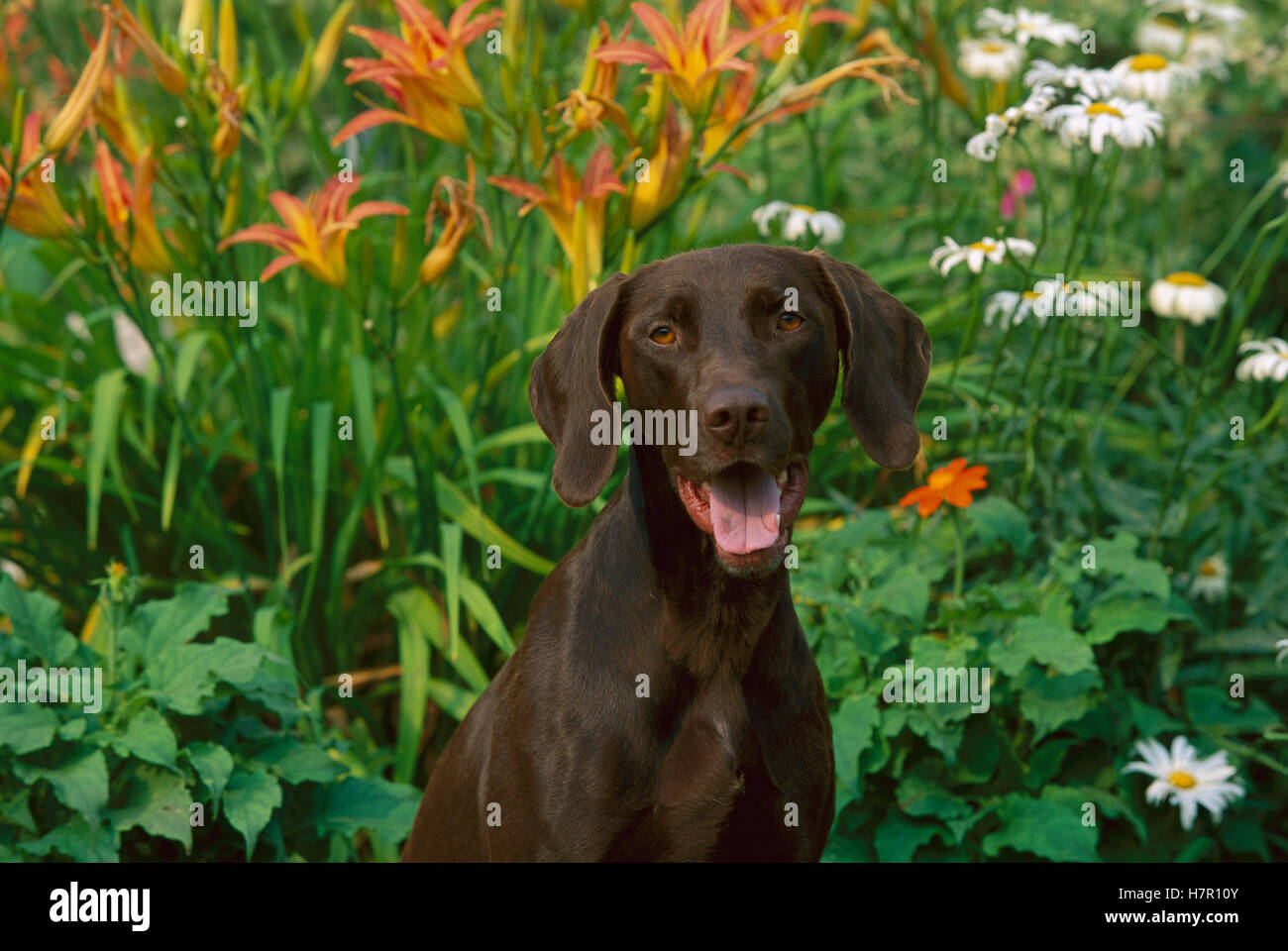 German Shorthaired Pointer (Canis familiaris) portrait liver coat Stock ...