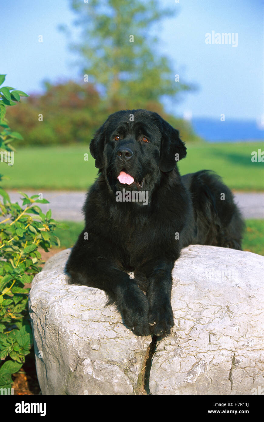 Newfoundland (Canis familiaris) black adult portrait laying on rock ...
