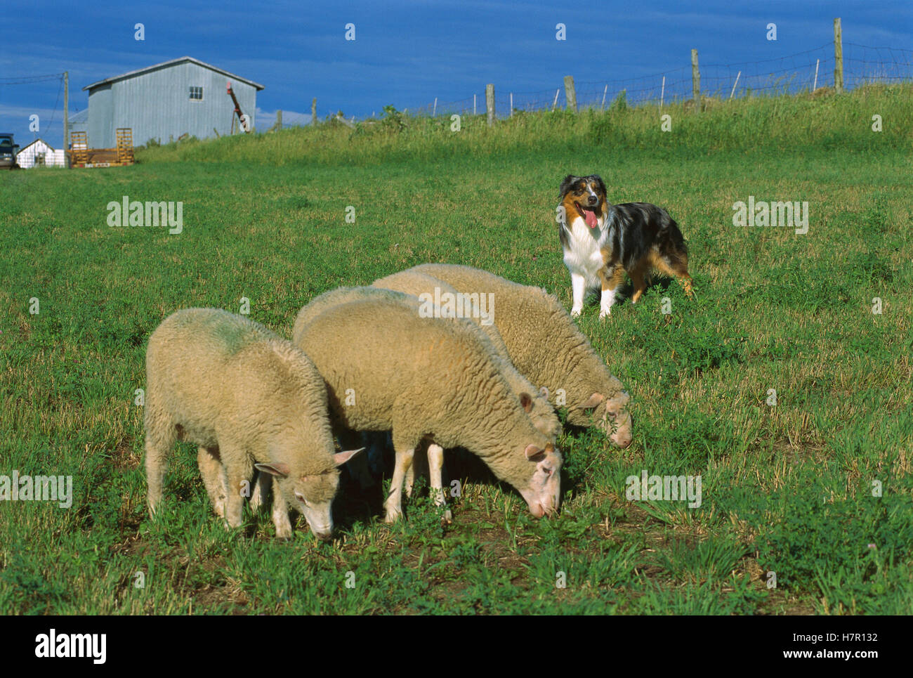 Australian Shepherd (Canis familiaris) guarding sheep Stock Photo - Alamy