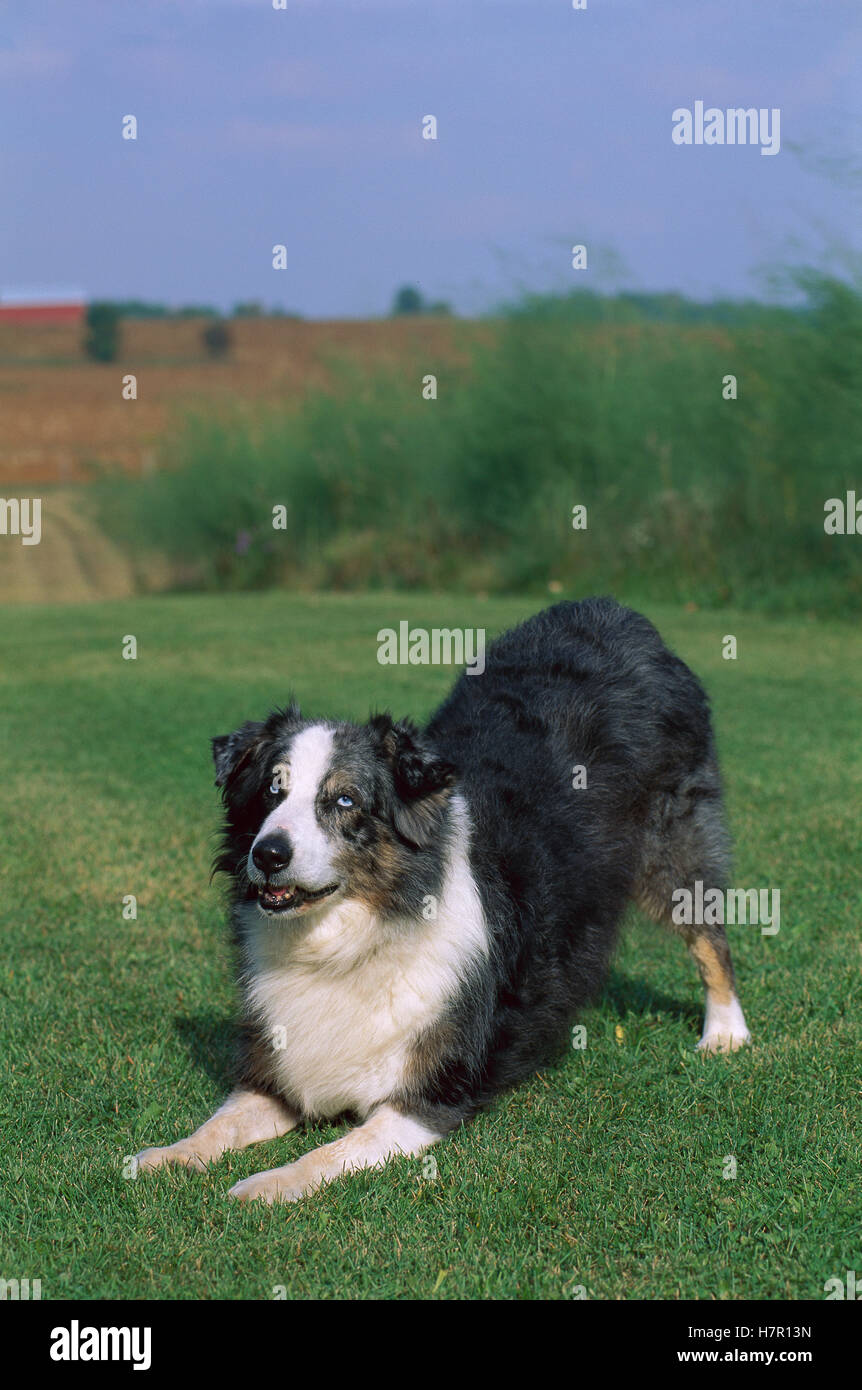 Australian Shepherd (Canis familiaris) with blue eyes, bowing Stock Photo - Alamy