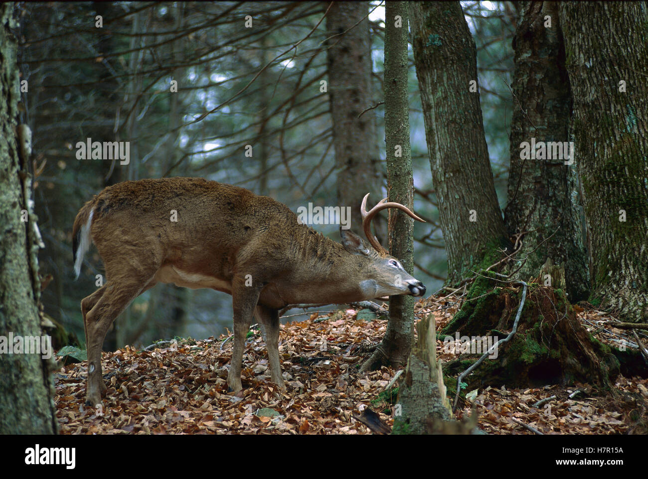 White-tailed Deer (Odocoileus virginianus) buck rubbing antlers against ...