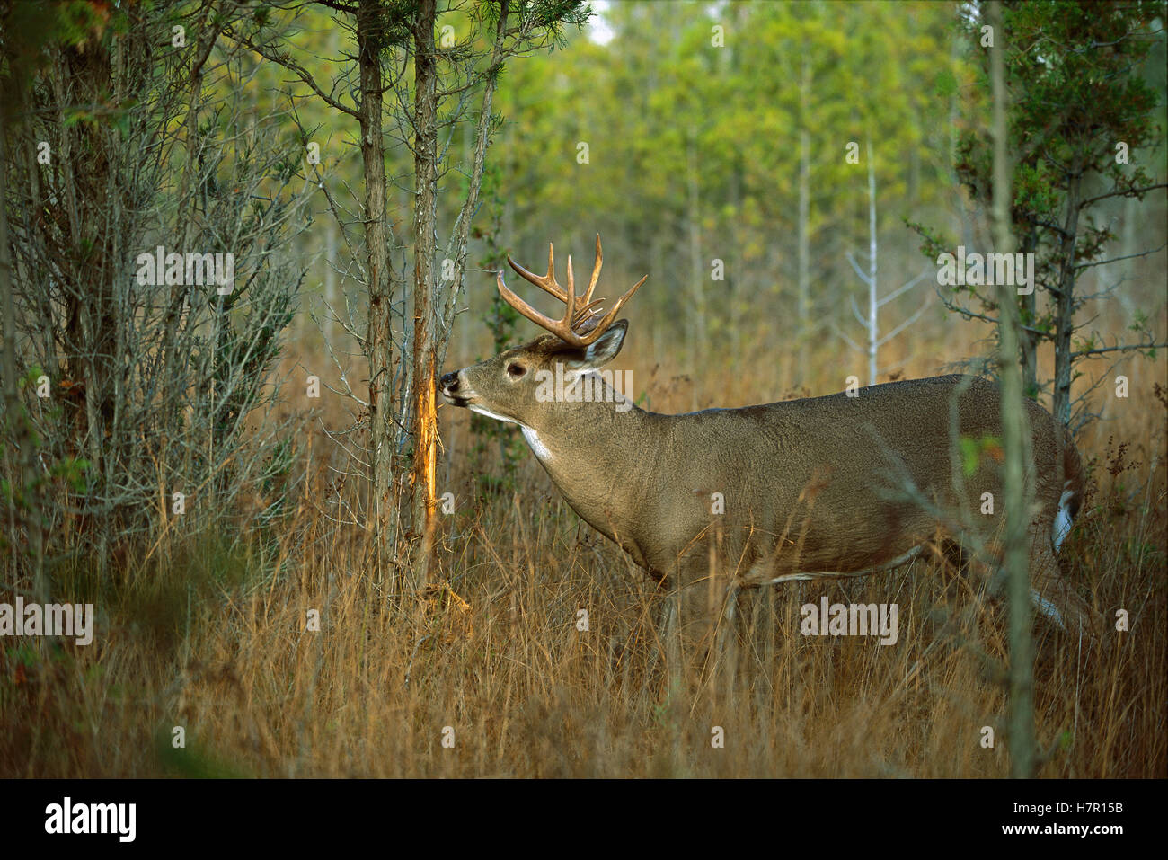 White-tailed Deer (Odocoileus virginianus) mature buck smelling fresh ...