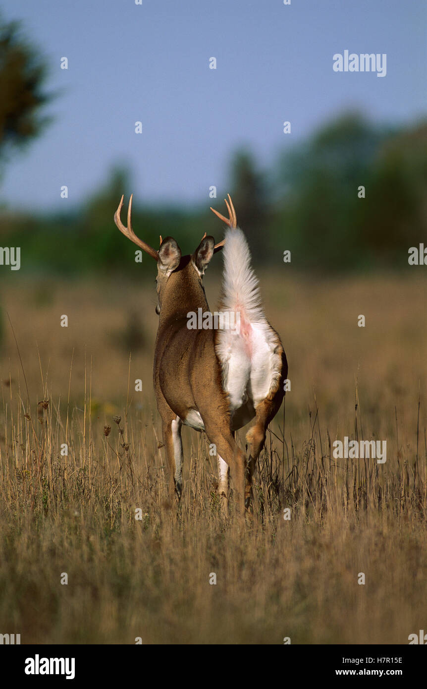 White-tailed Deer (Odocoileus virginianus) buck fleeing with white tail ...