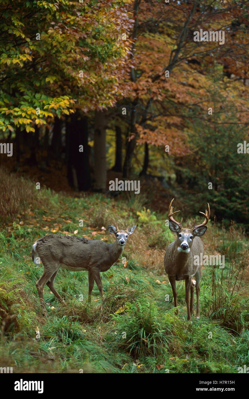White-tailed Deer (Odocoileus virginianus) yearling spike buck with ...
