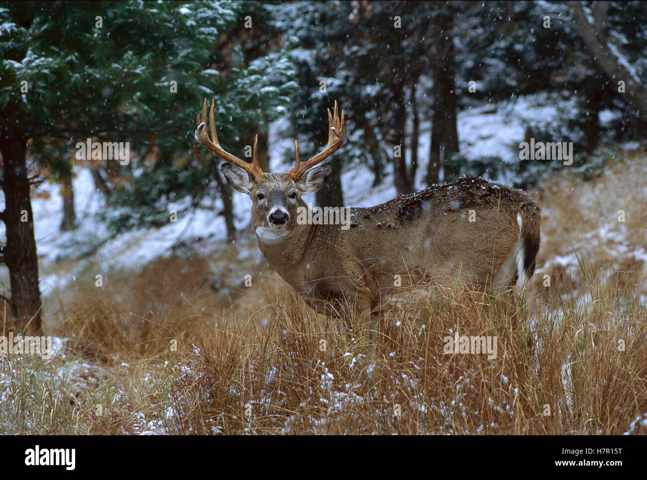 White-tailed Deer (Odocoileus virginianus) buck with wide rack at ...