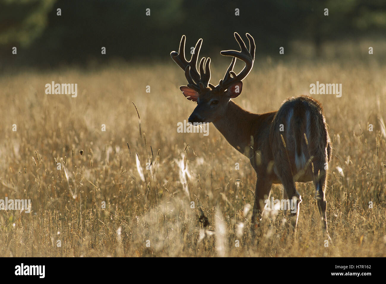 White-tailed Deer (Odocoileus virginianus) big eight point buck in ...