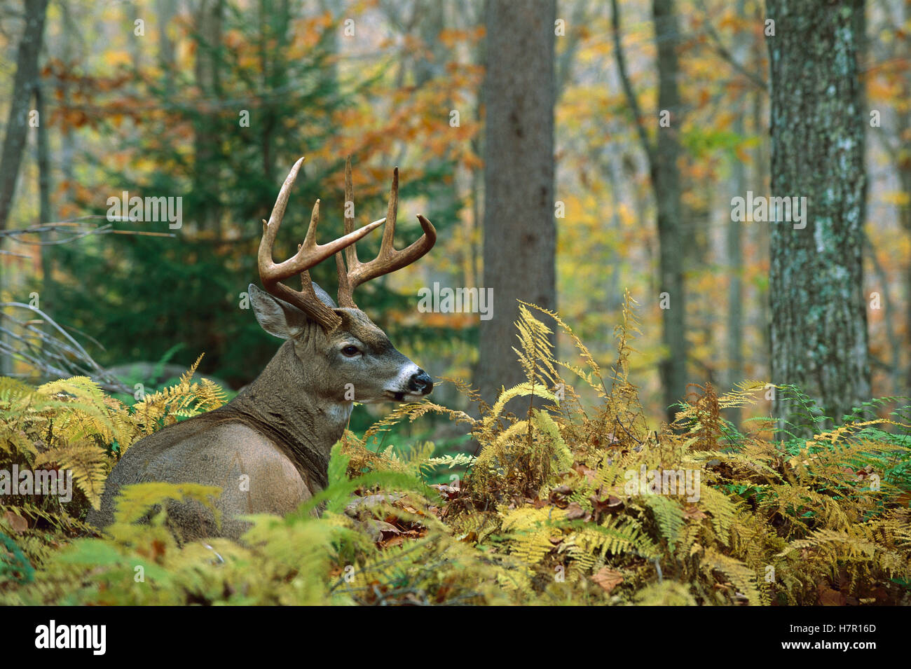 White-tailed Deer (Odocoileus virginianus) big buck bedded in autumn ...