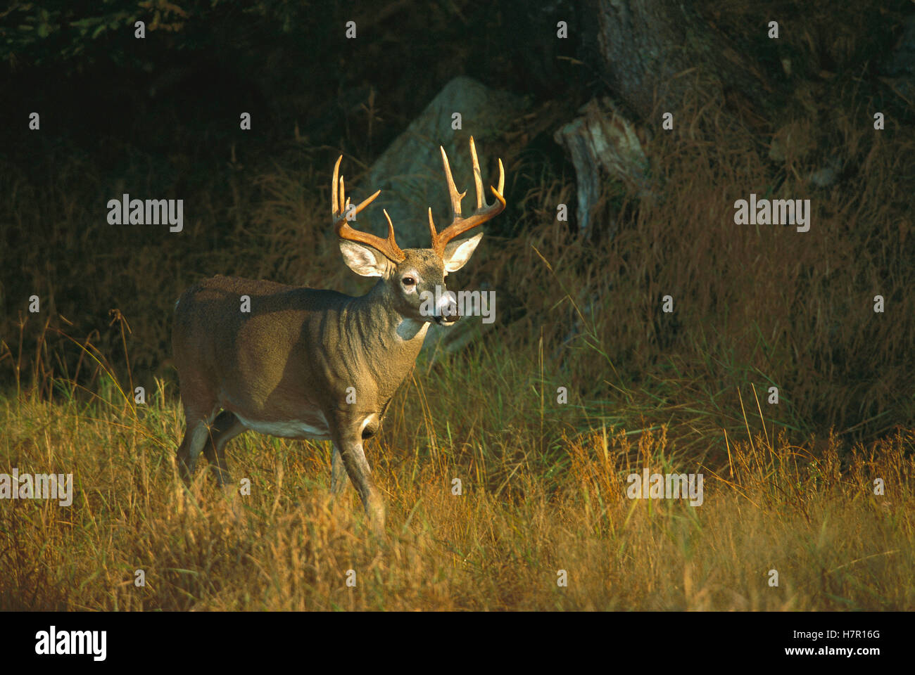 White-tailed Deer (Odocoileus virginianus) twelve-point buck portrait ...