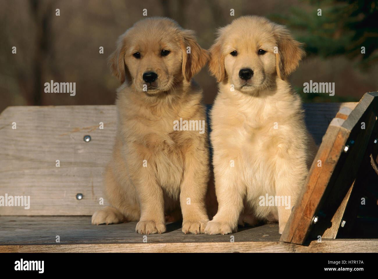 Golden Retriever (Canis familiaris) puppy pair Stock Photo - Alamy