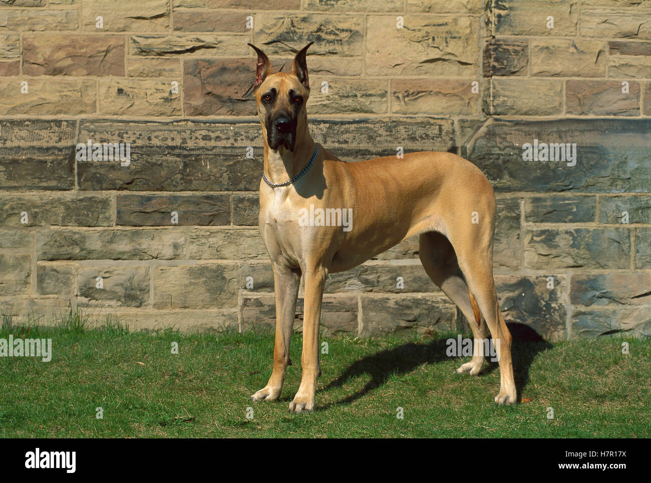 Great Dane (Canis familiaris) full body portrait standing on lawn Stock ...