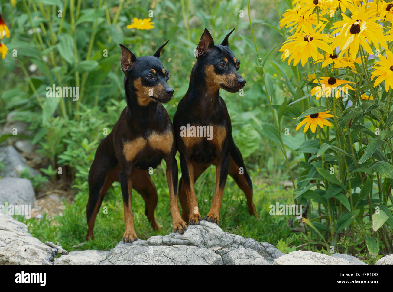 Miniature Pinscher (Canis familiaris) pair standing on rocks Stock ...