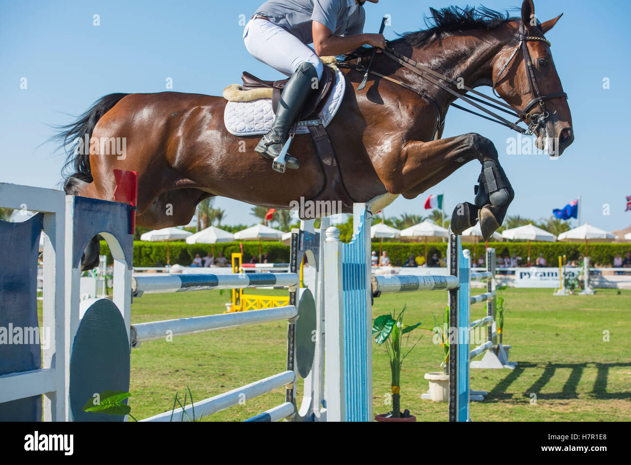 Horse and rider competing in an equestrian showjumping sports ...