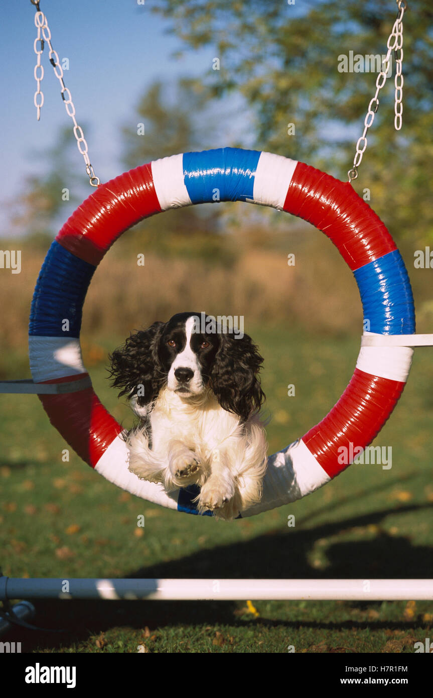 English Springer Spaniel (Canis familiaris) jumping through agility ...