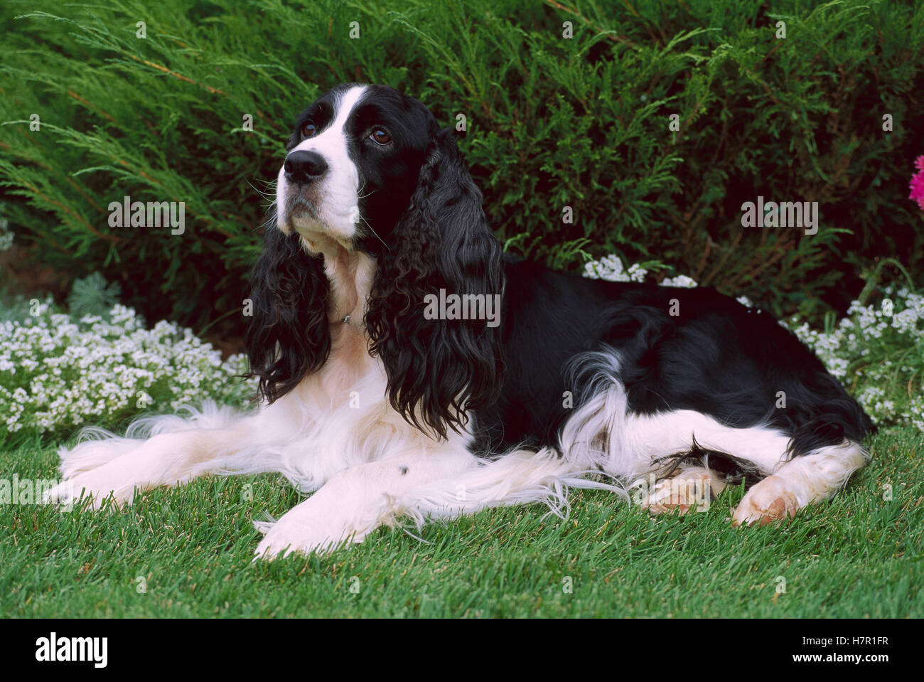English Springer Spaniel (Canis familiaris) laying on grass Stock Photo ...