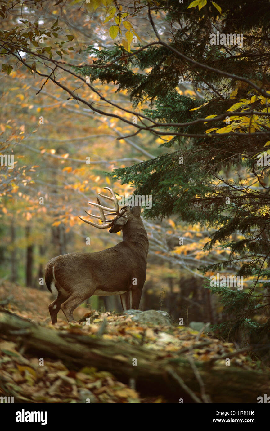 White-tailed Deer (Odocoileus virginianus) huge buck branch licking in ...