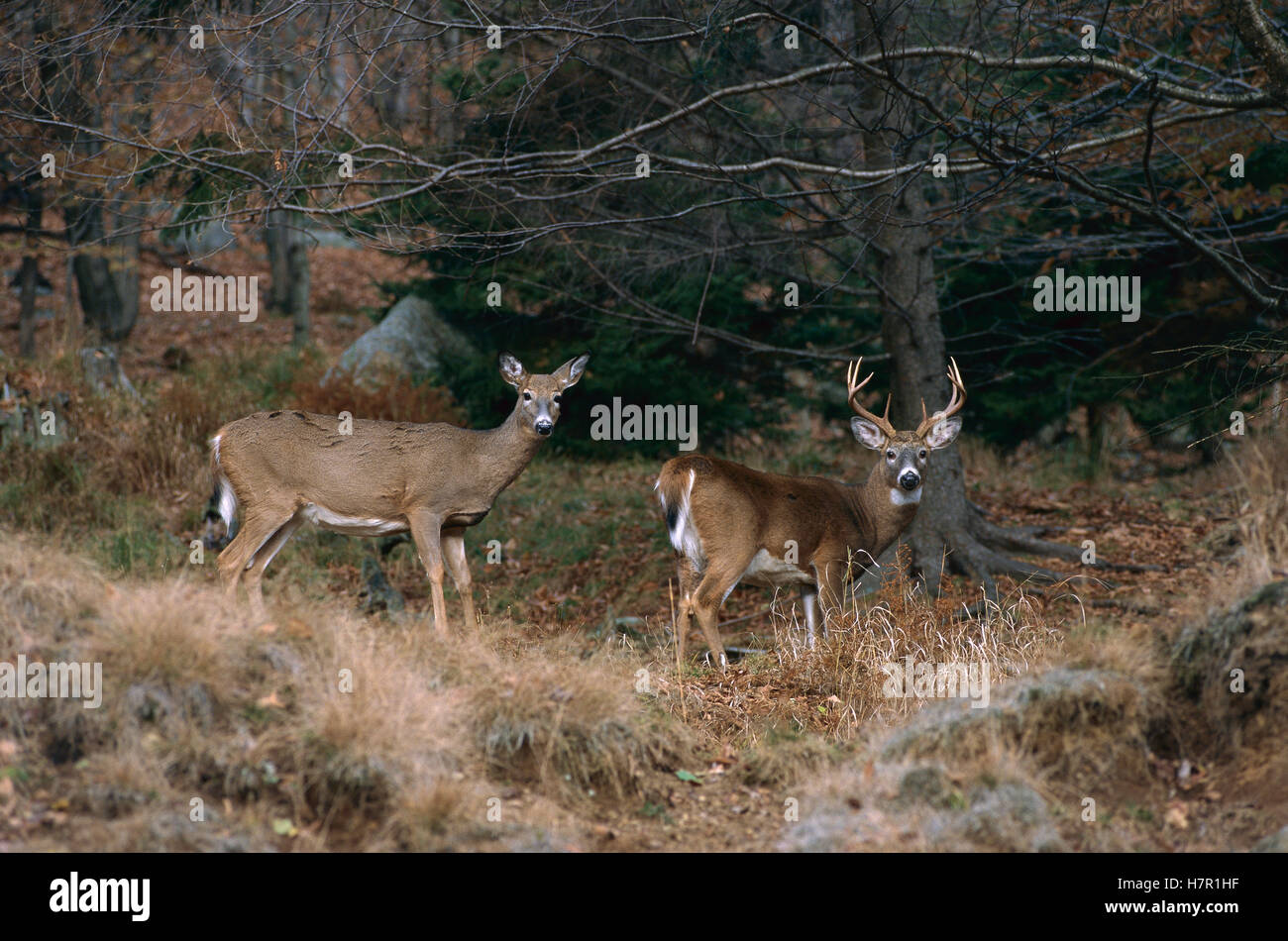 White-tailed Deer (Odocoileus virginianus) buck and doe in forest ...