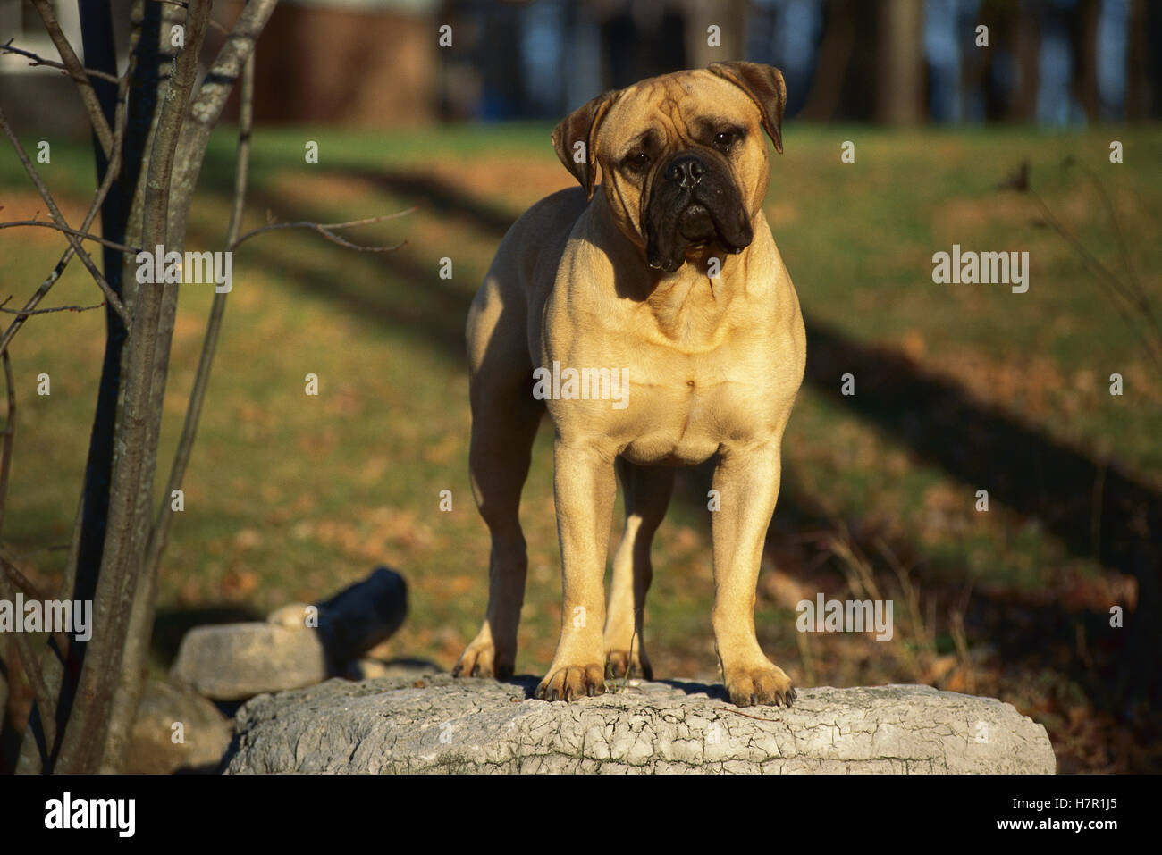 Bullmastiff (Canis familiaris) standing on boulder Stock Photo - Alamy