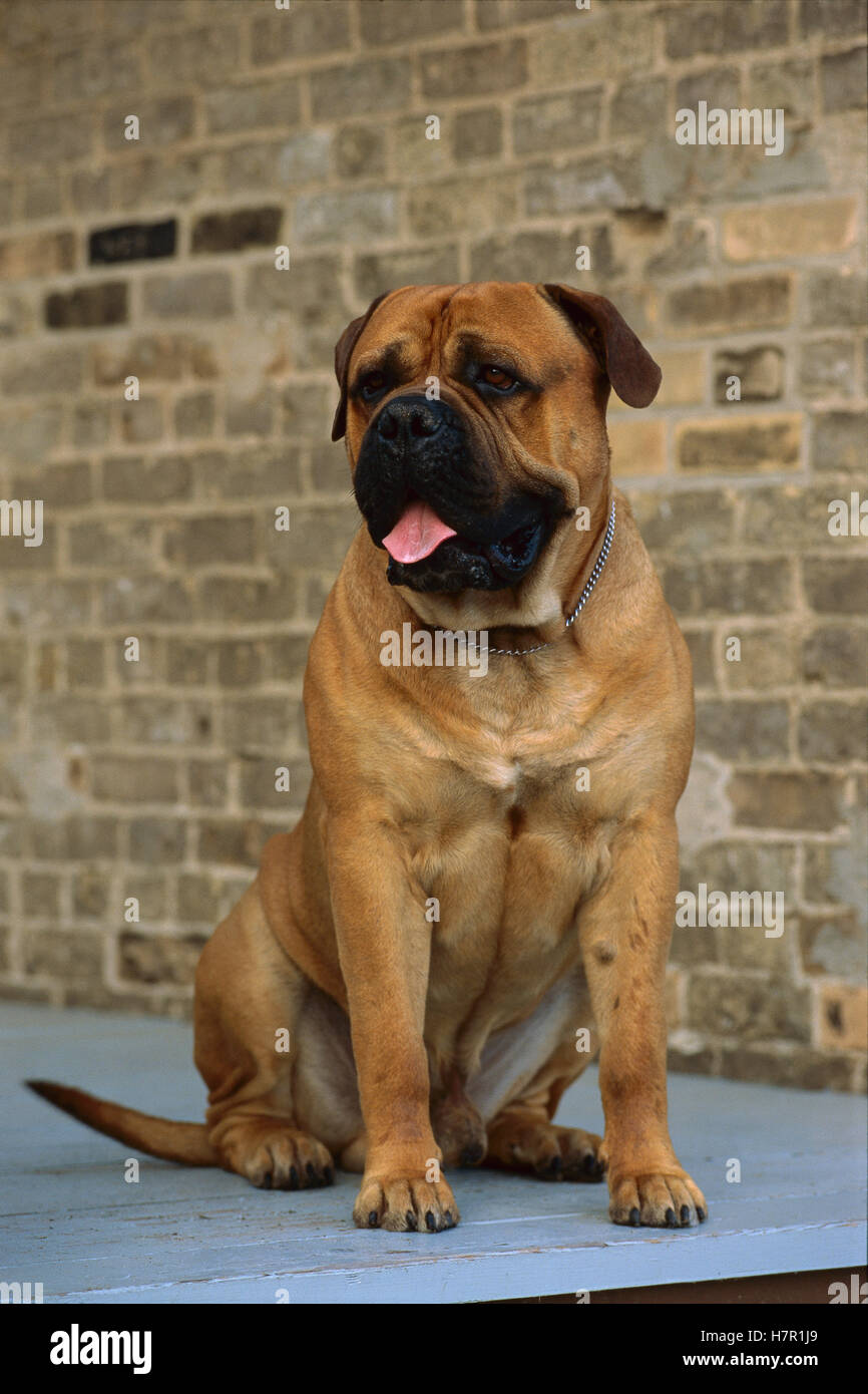 Male bullmastiff hi-res stock photography and images - Alamy