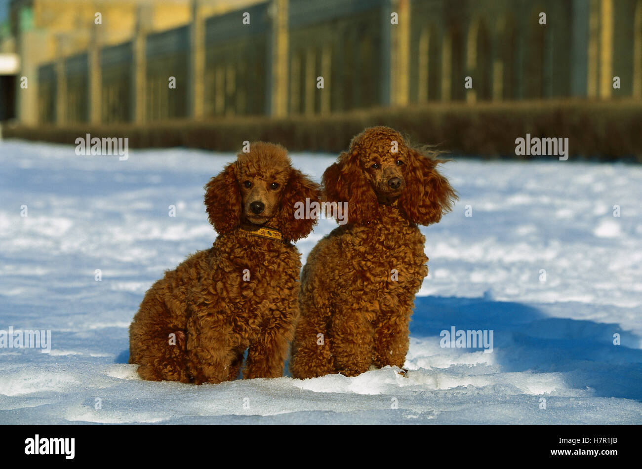 Miniature Poodle (Canis familiaris) pair in snow Stock Photo - Alamy