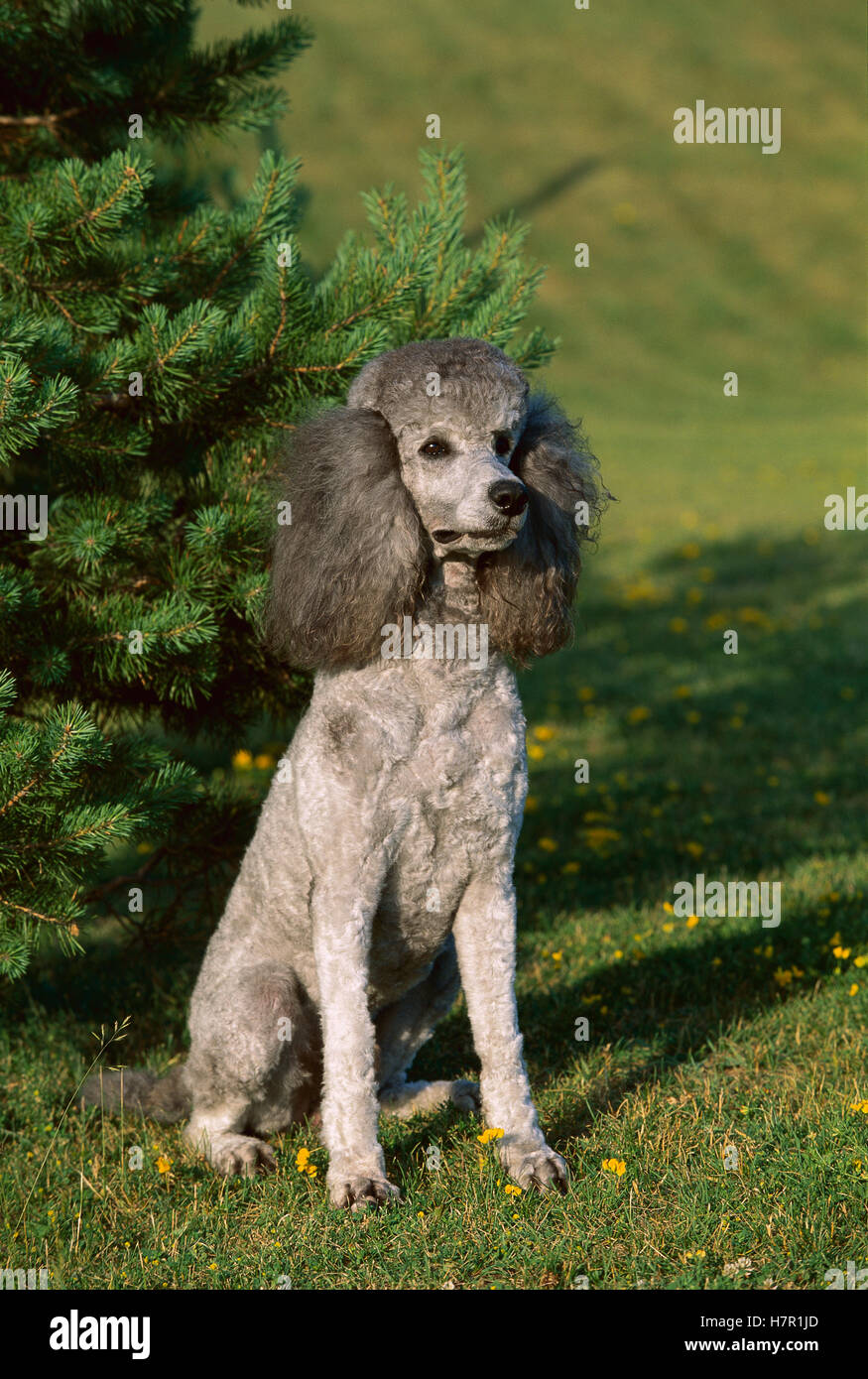 Standard Poodle (Canis familiaris) grey coloring sitting on lawn Stock ...